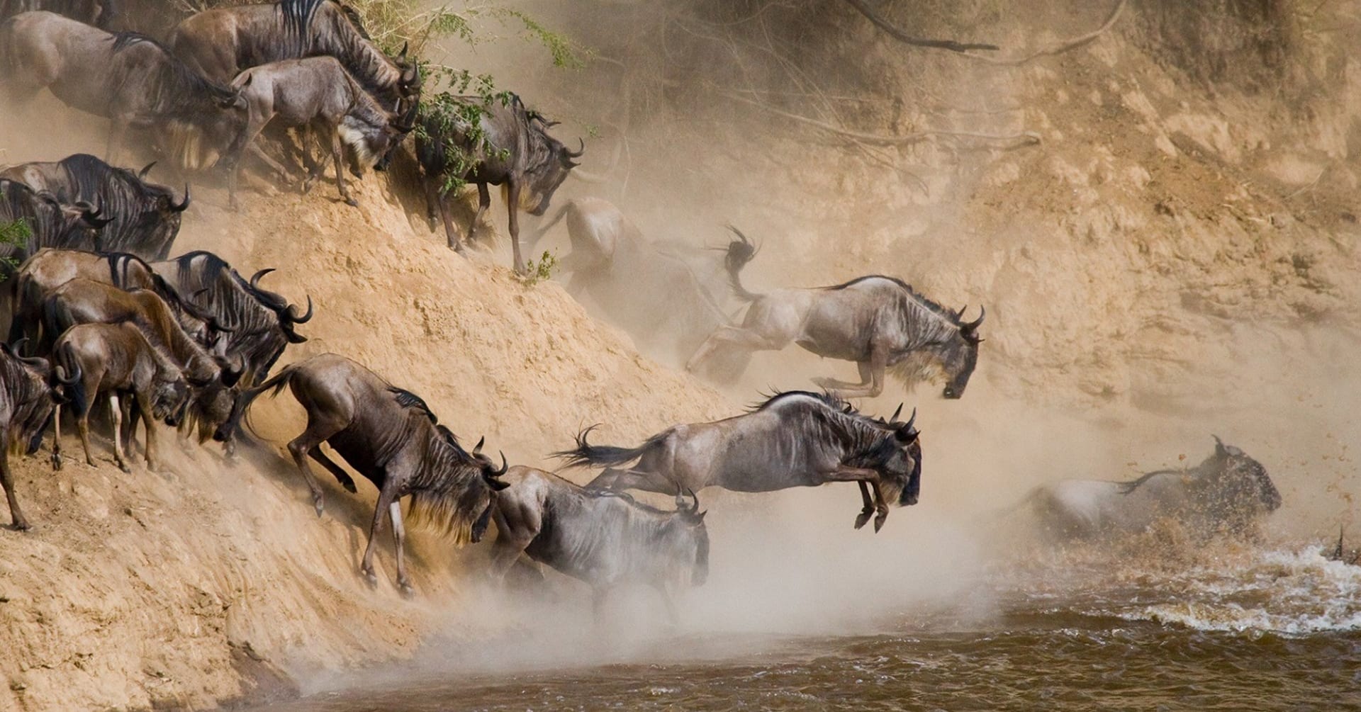 Wildebeest Migration From Space